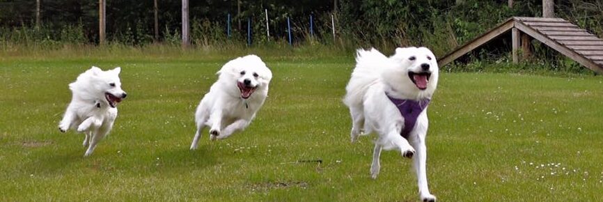 Selskabet for Dansk Spids – En specialklub under Dansk Kennel Klub