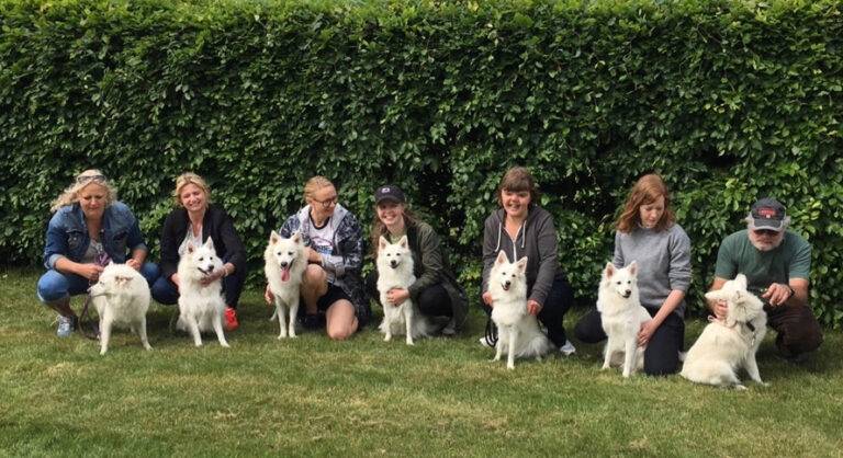 Selskabet for Dansk Spids – En specialklub under Dansk Kennel Klub