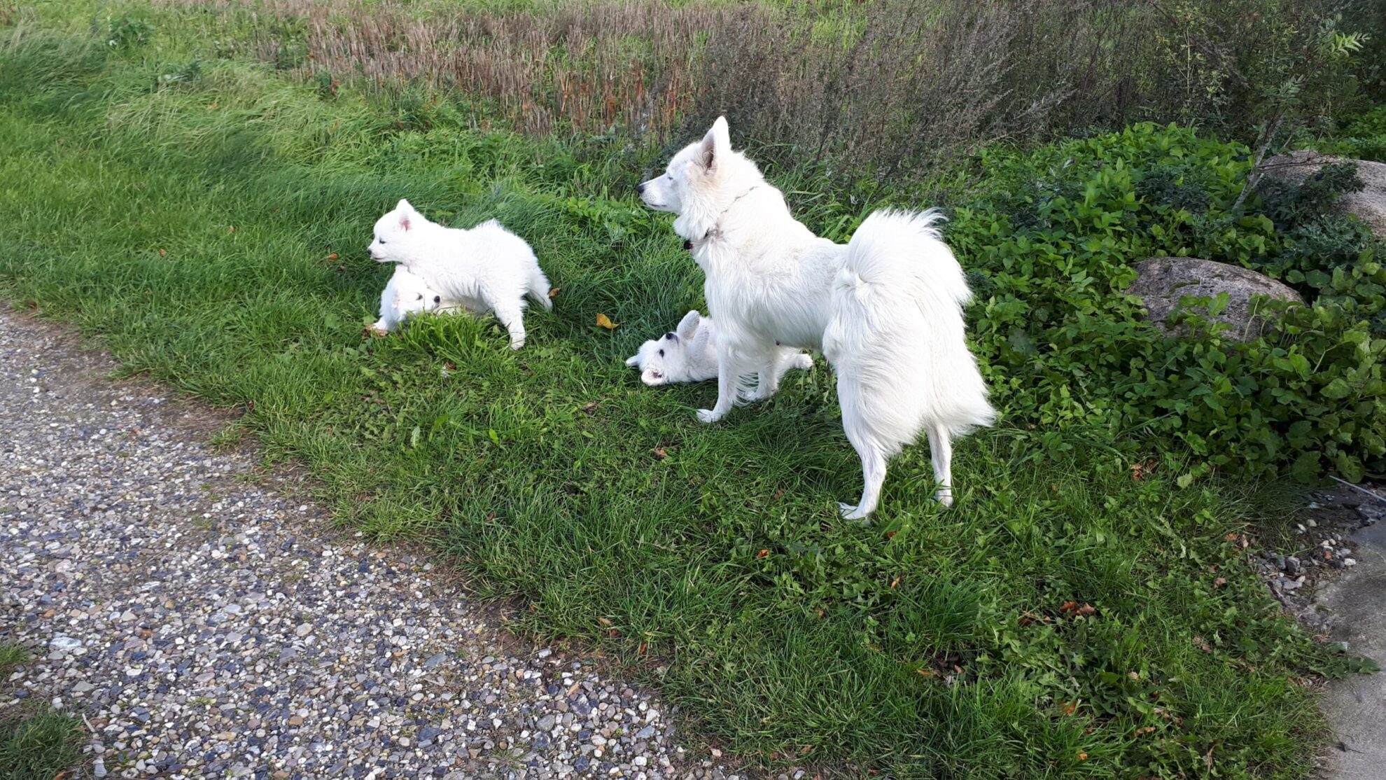 Galleri – Selskabet for Dansk Spids