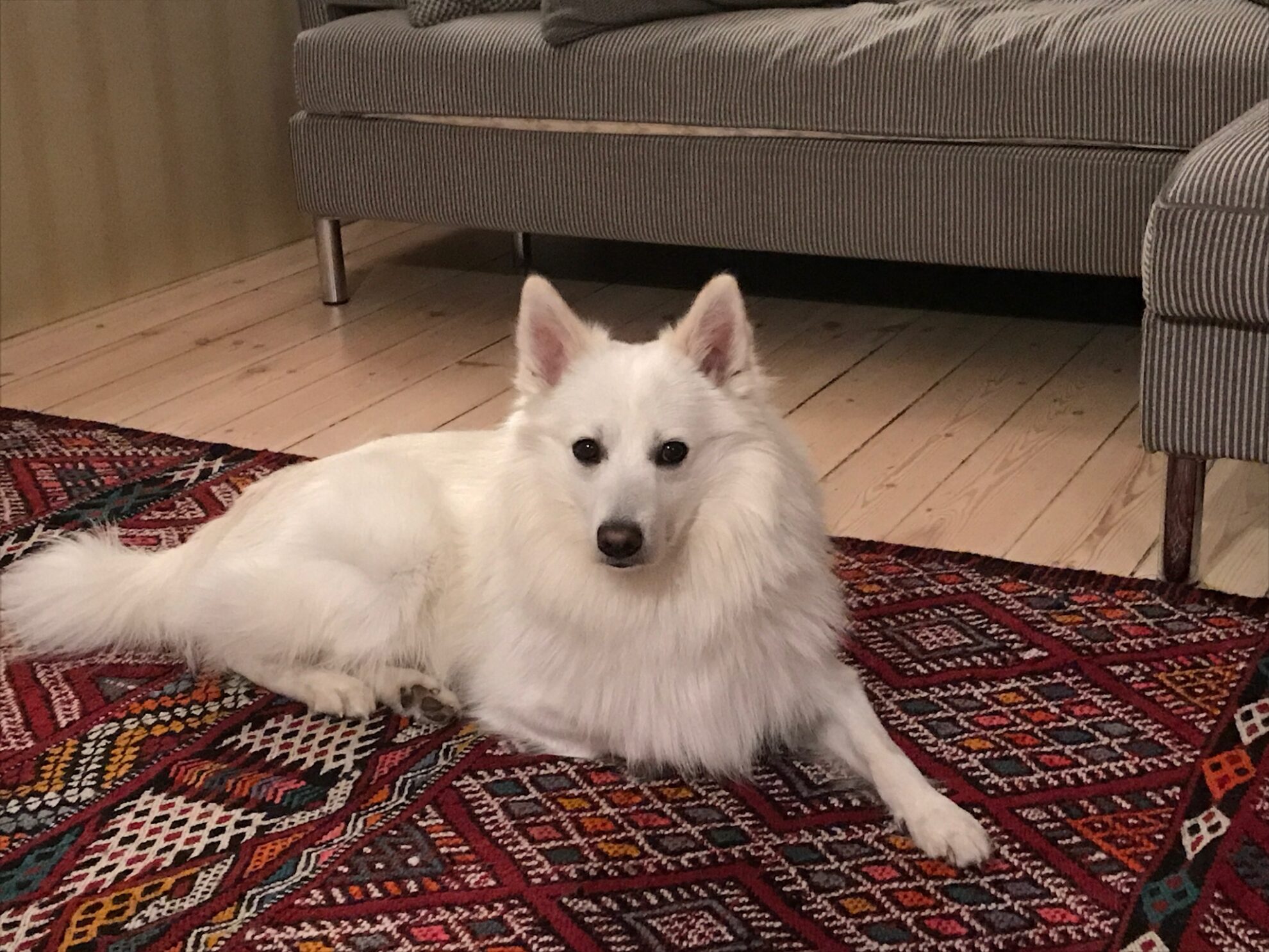 Galleri – Selskabet for Dansk Spids