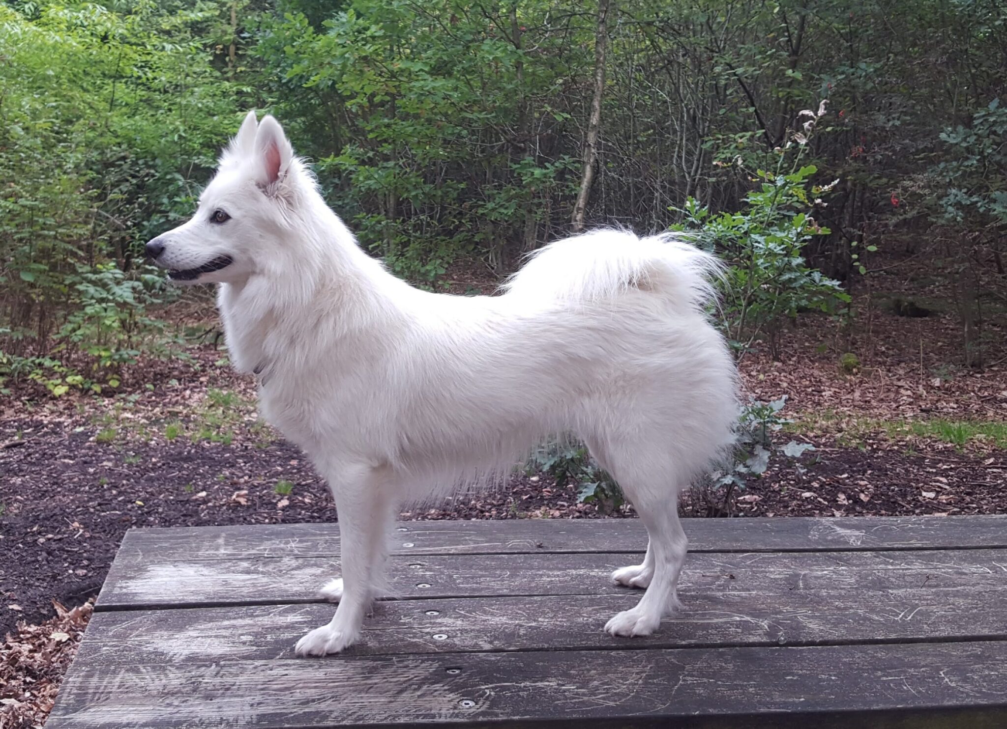 Galleri – Selskabet for Dansk Spids