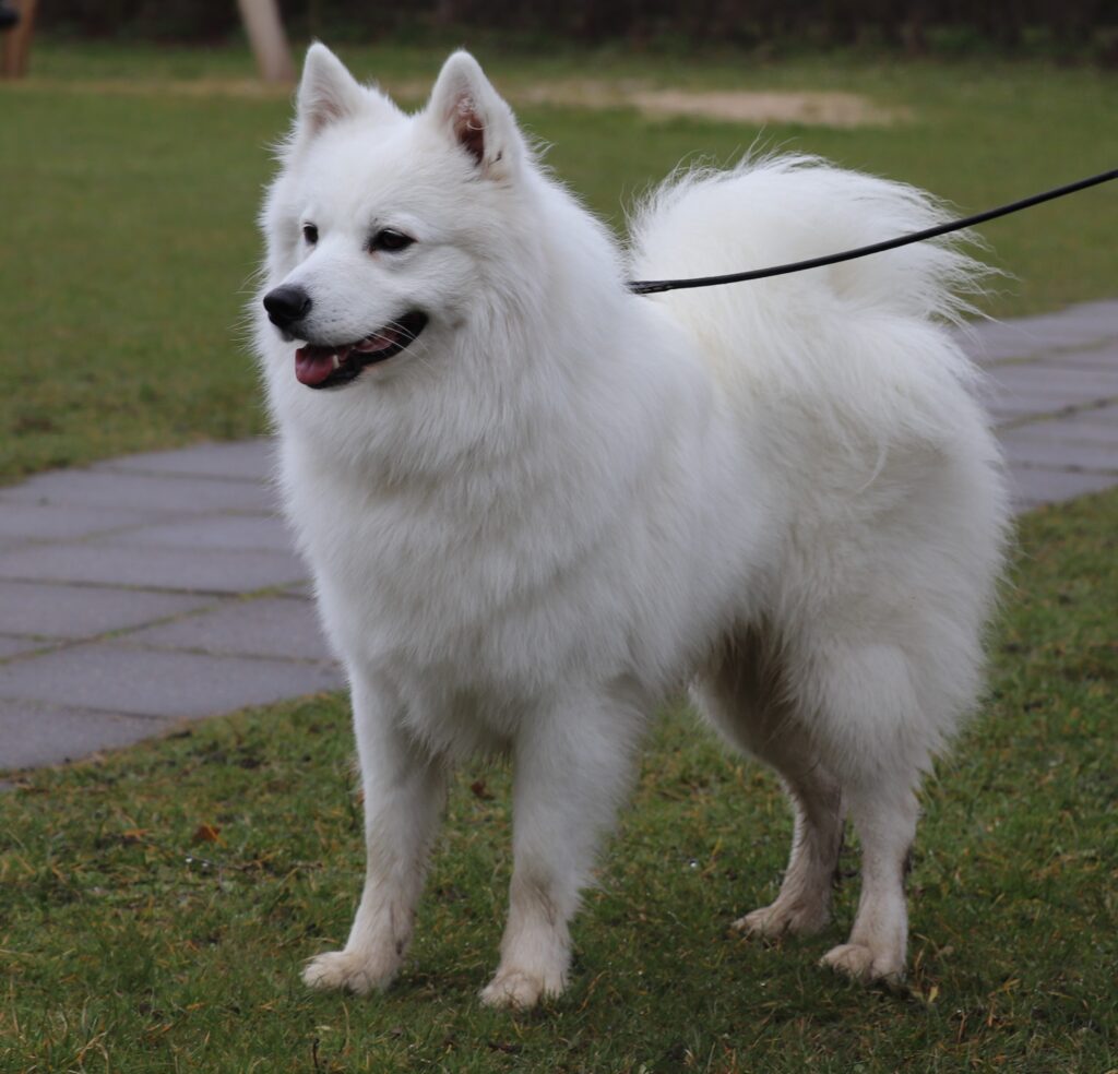 Mønstrede Hanhunde - 2021 - Selskabet for Dansk Spids