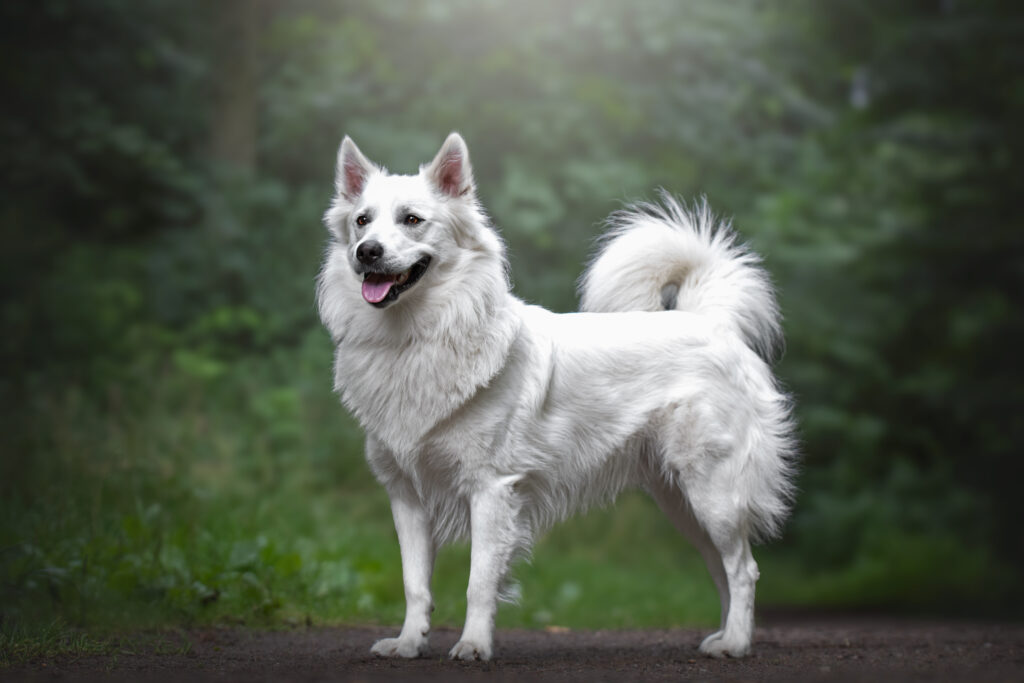 Dansk Spids - Selskabet for Dansk Spids, En specialklub under DKK