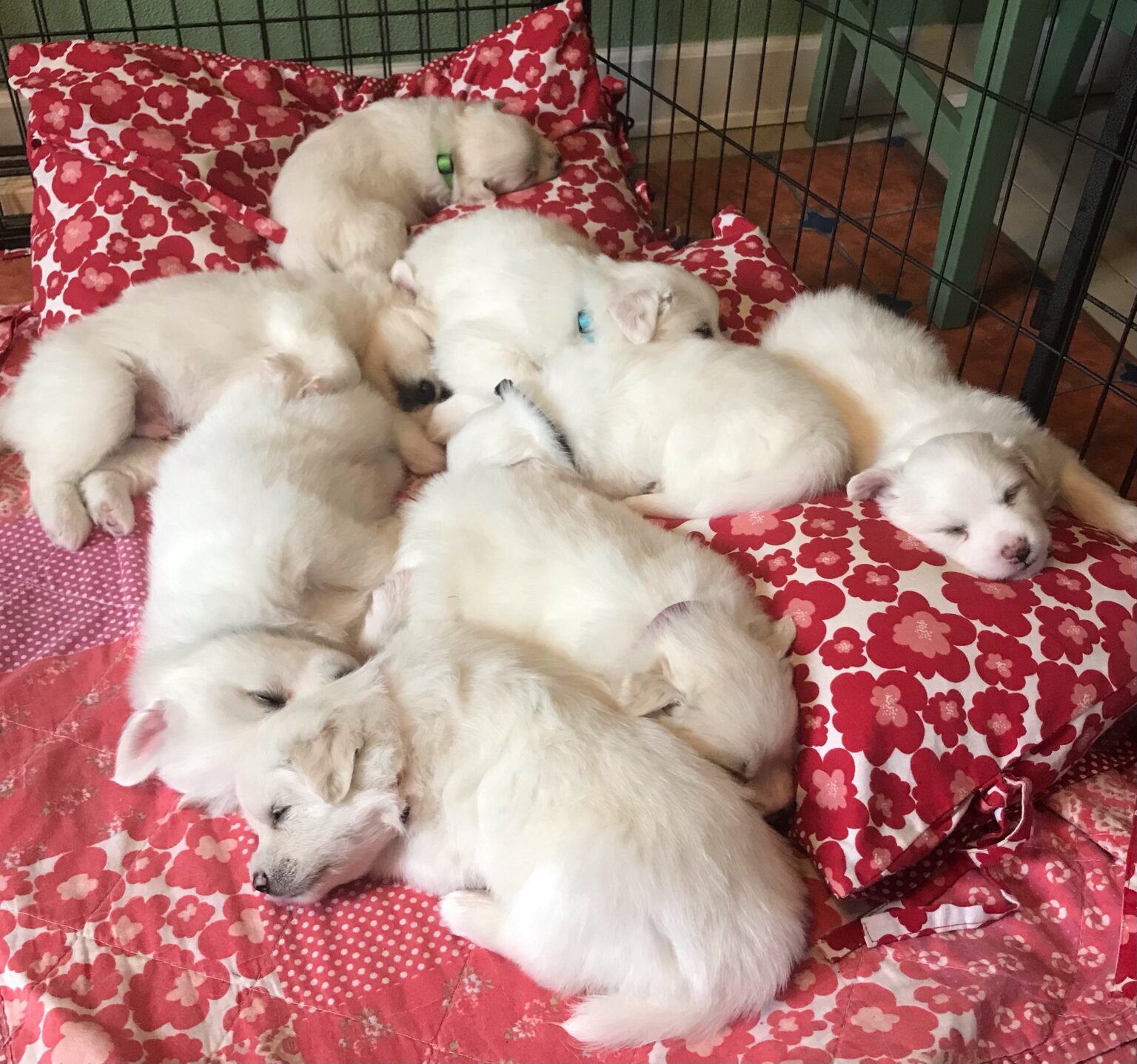 Hvalpekuld – Selskabet for Dansk Spids