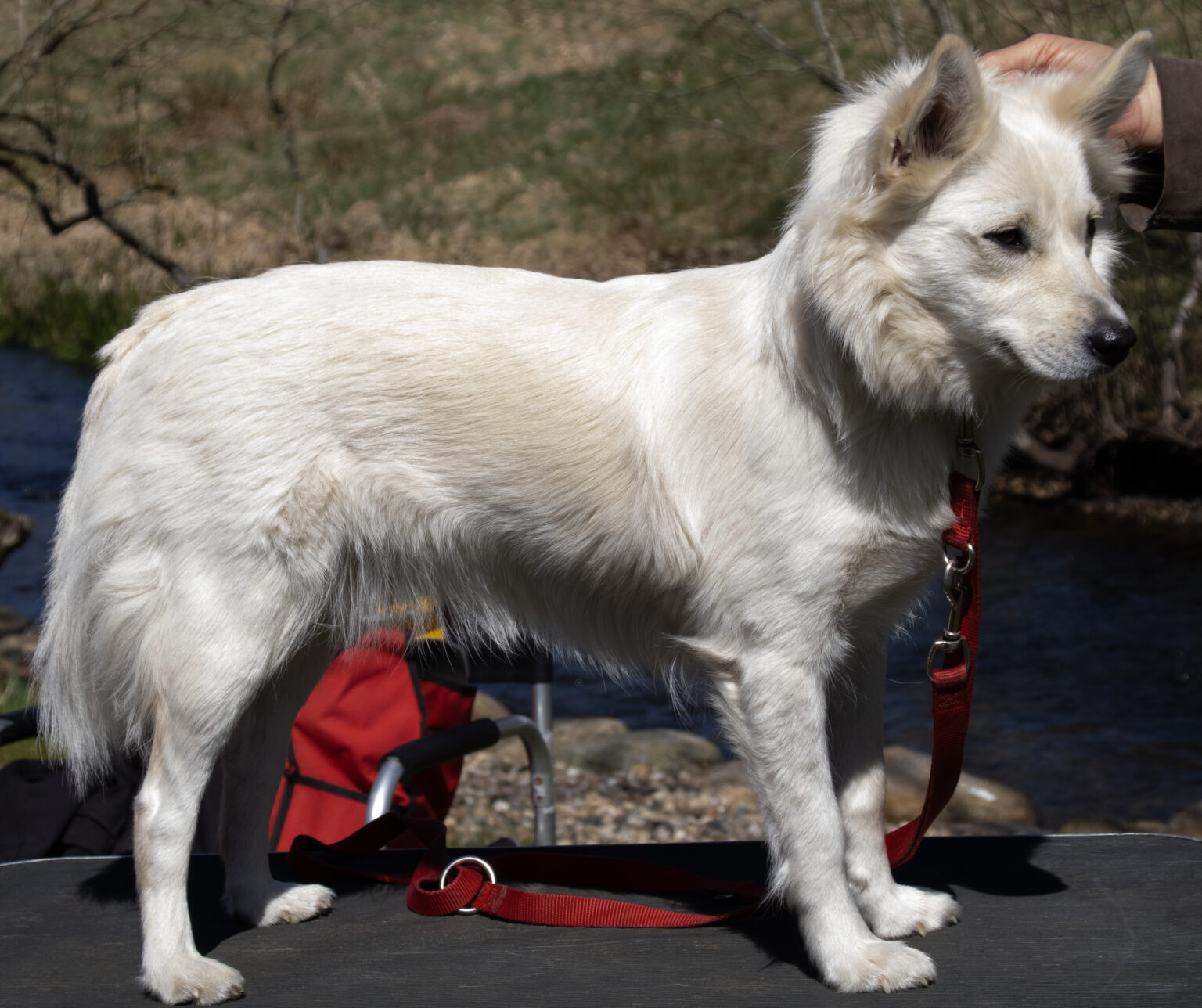 Mønstrede tæver – 2022 – Selskabet for Dansk Spids