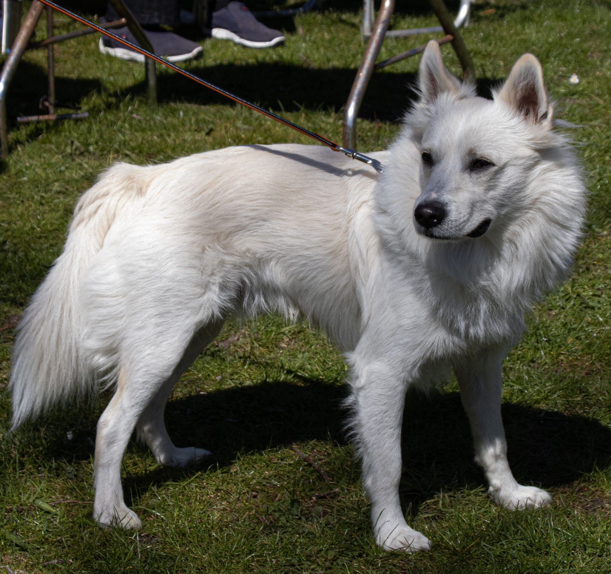 Mønstrede hanhunde – 2022 – Selskabet for Dansk Spids