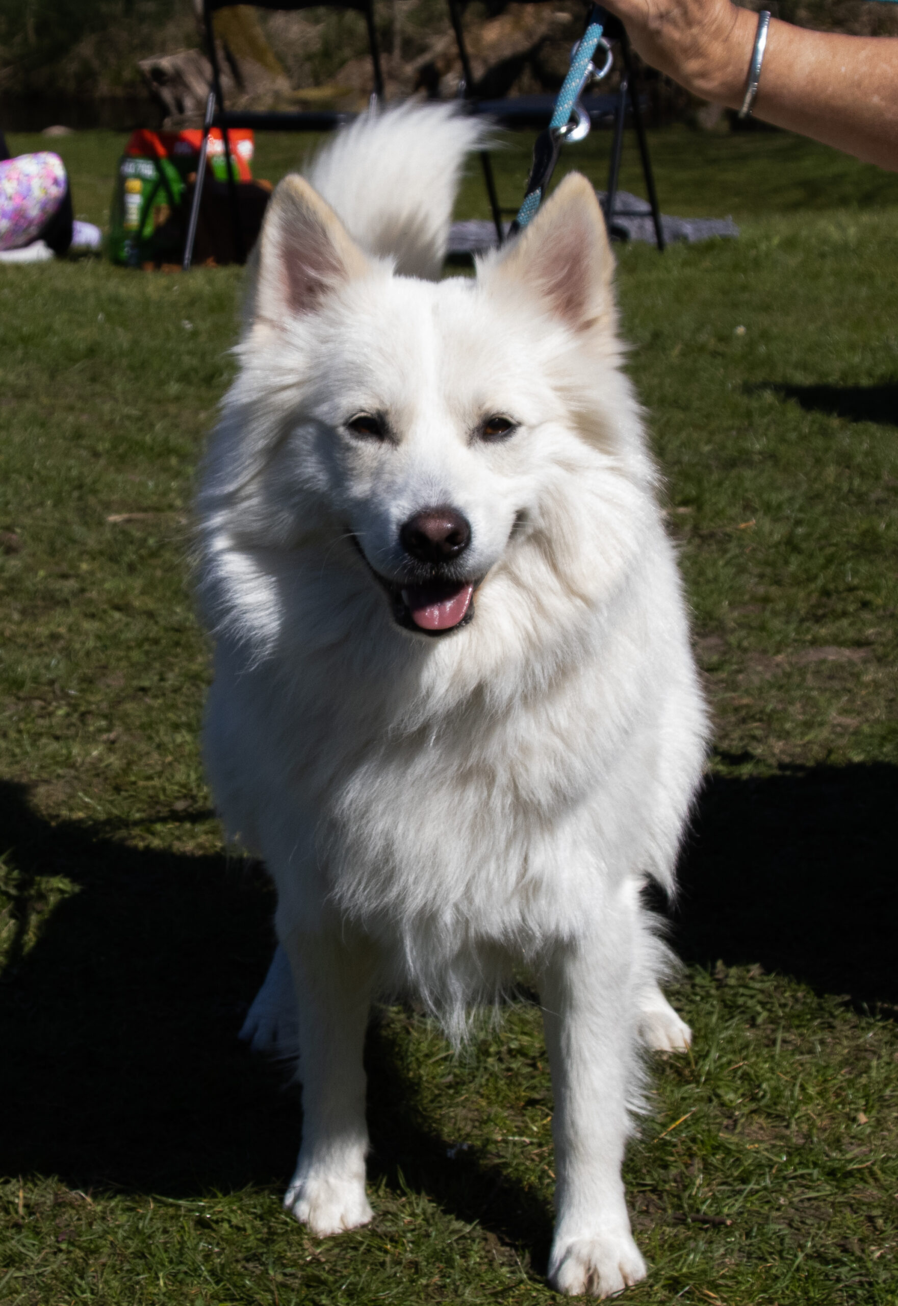 Mønstrede hanhunde – 2022 – Selskabet for Dansk Spids