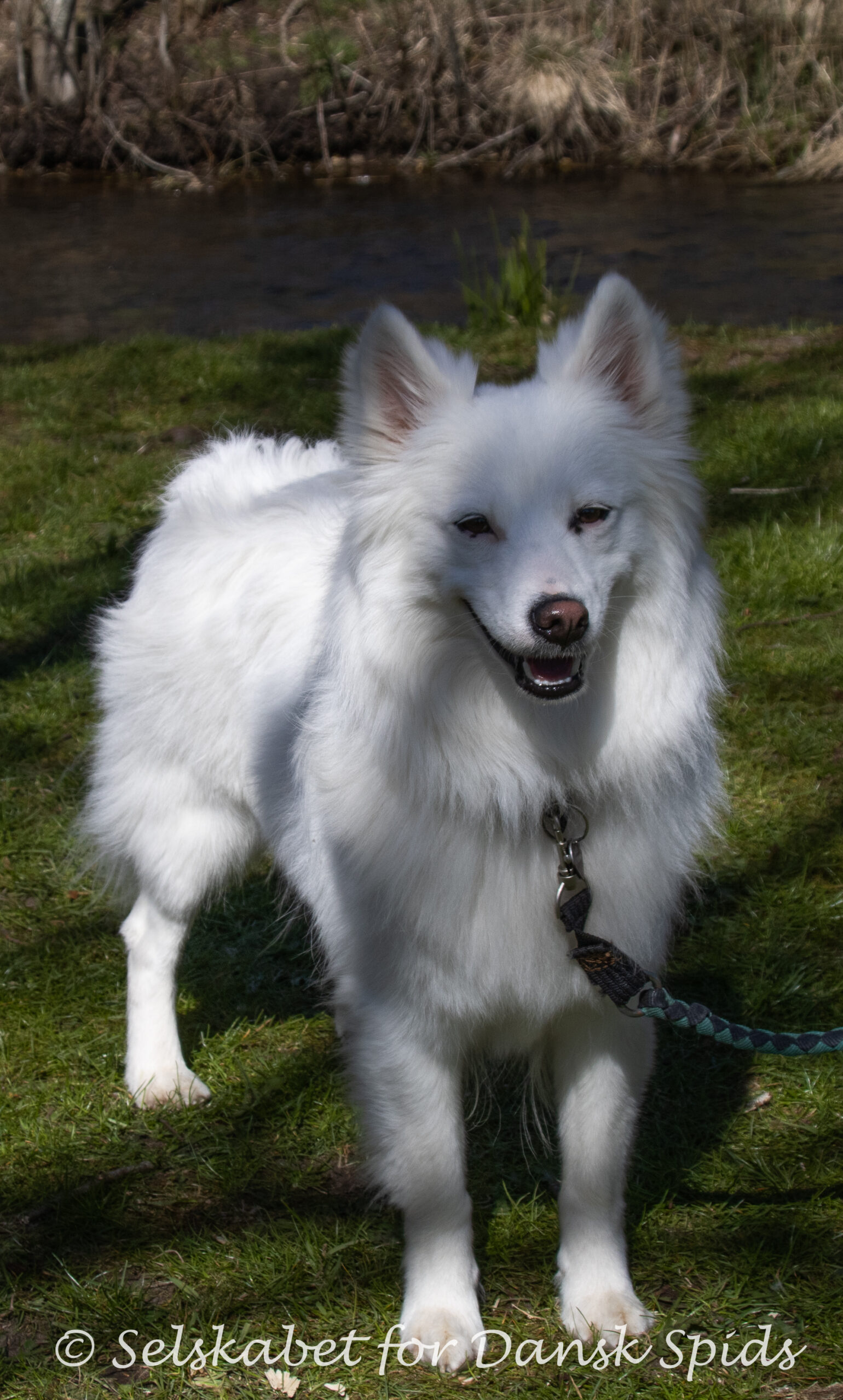 Mønstrede tæver - 2022 - Selskabet for Dansk Spids