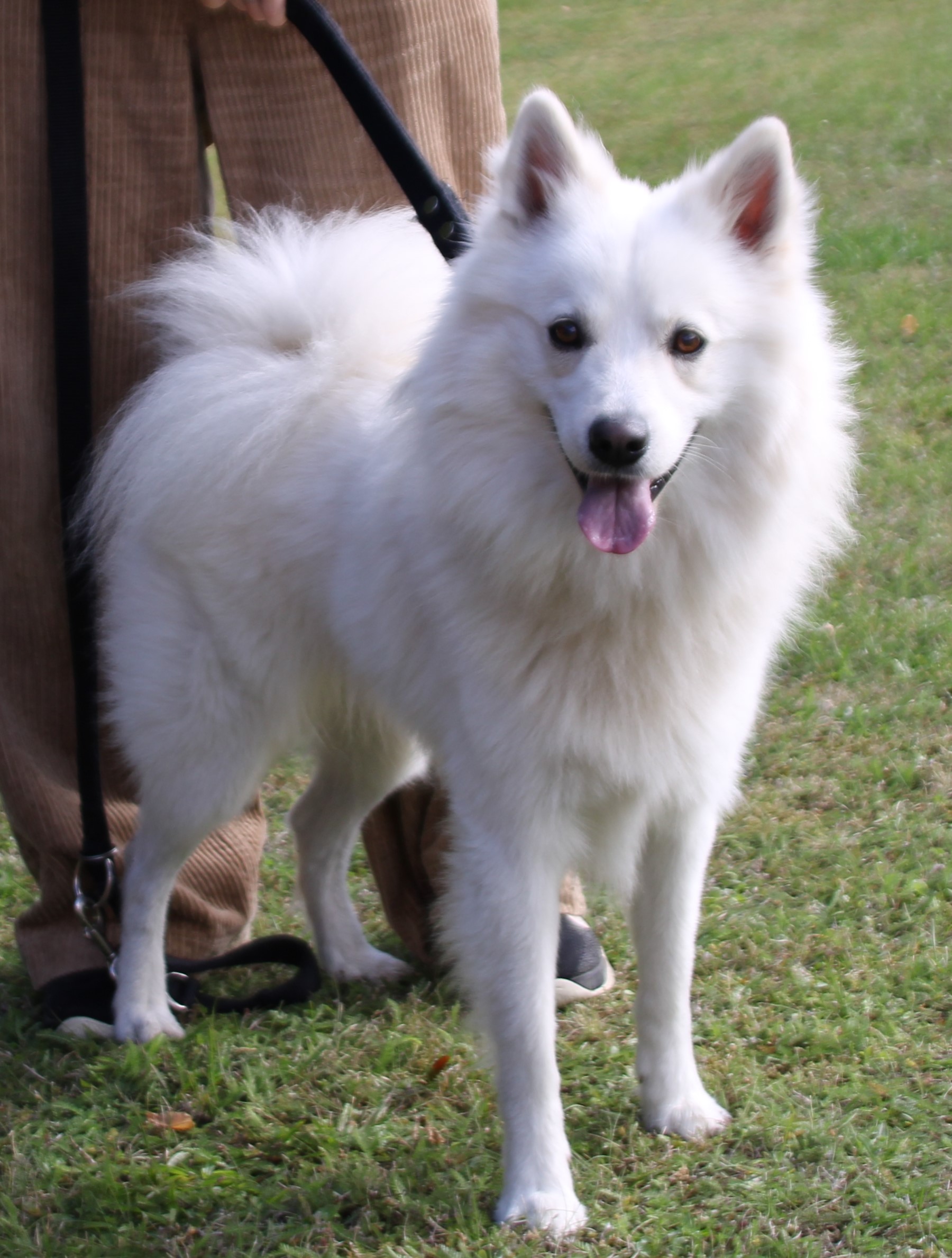 Mønstrede hanhunde – 2022 – Selskabet for Dansk Spids