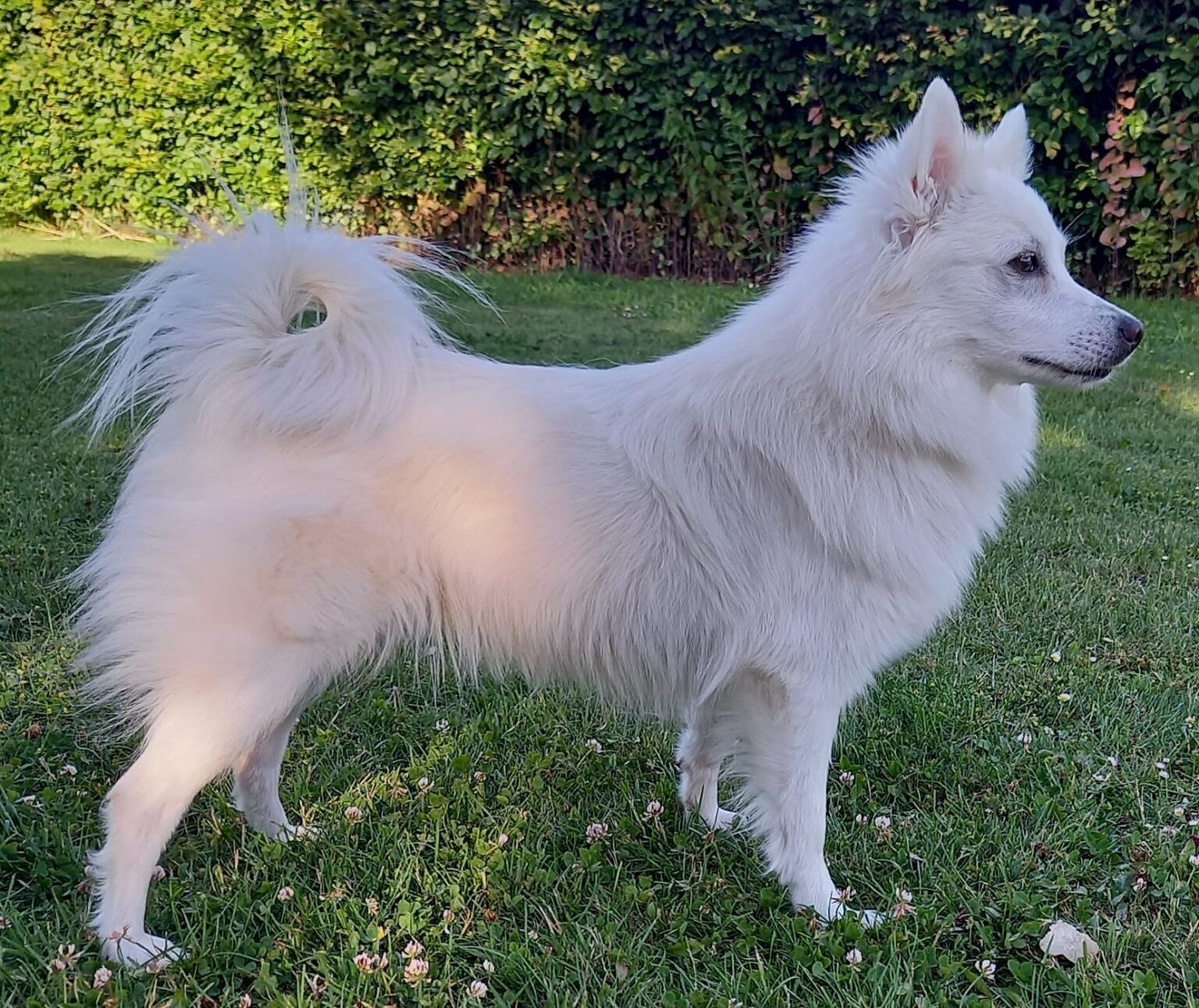 Mønstrede tæver – 2022 – Selskabet for Dansk Spids