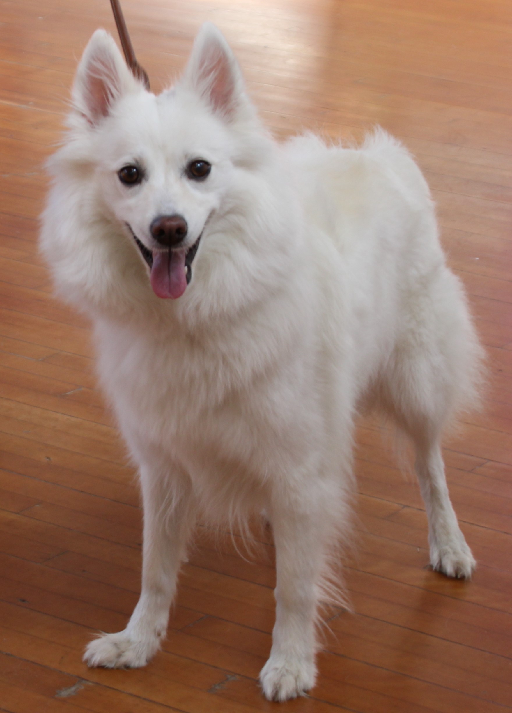 Mønstrede tæver – 2022 – Selskabet for Dansk Spids