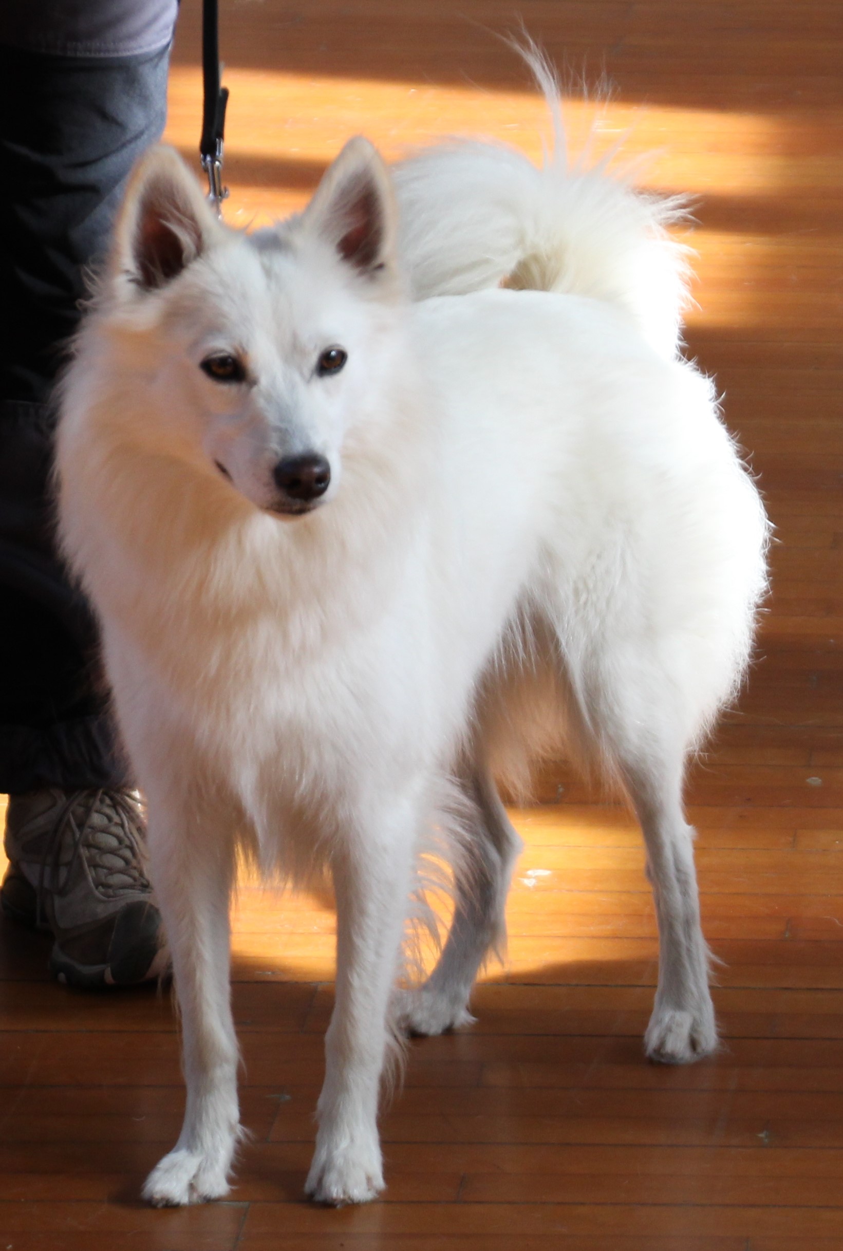 Mønstrede tæver - 2022 - Selskabet for Dansk Spids