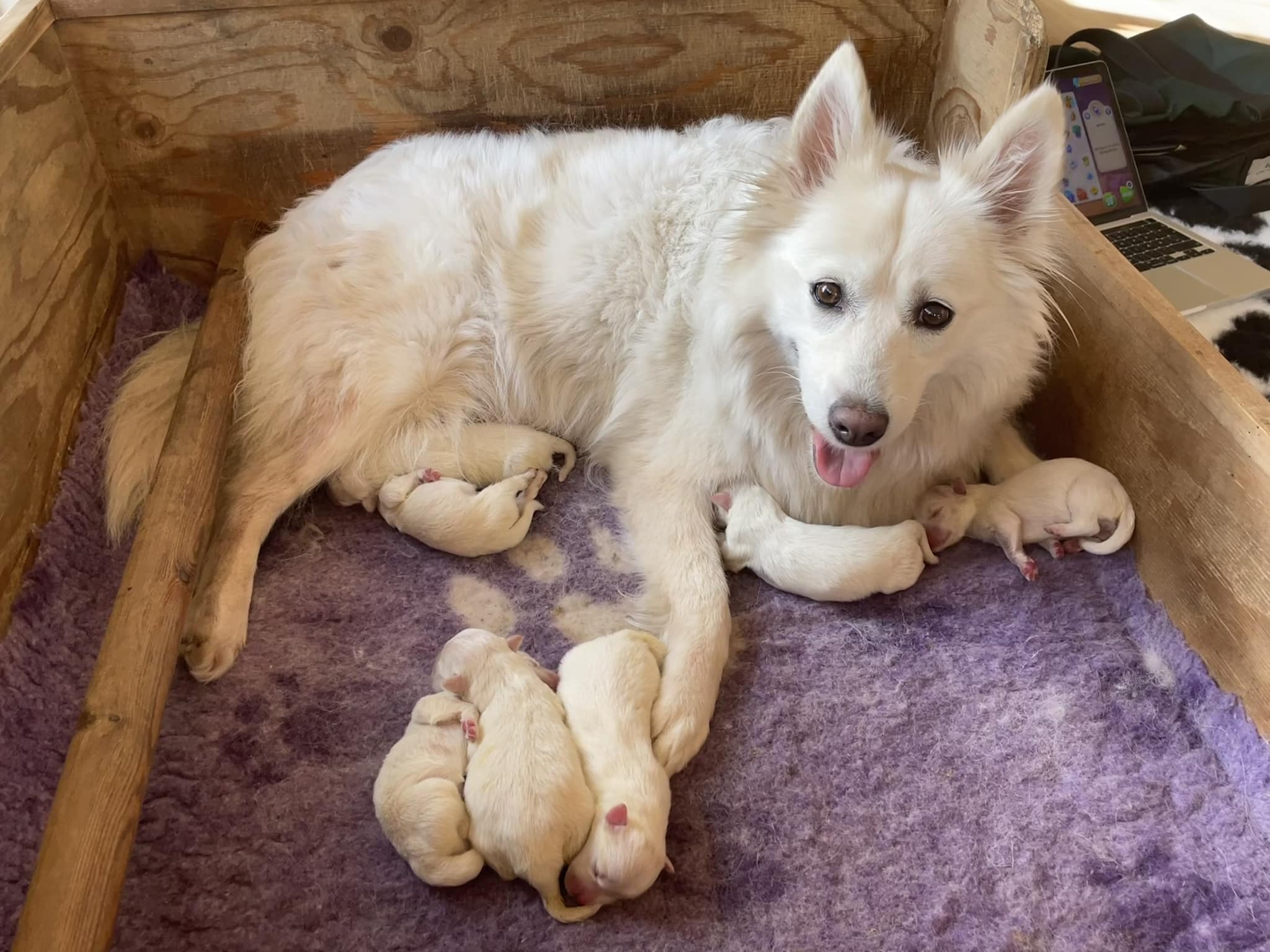 Hvalpekuld – Selskabet for Dansk Spids