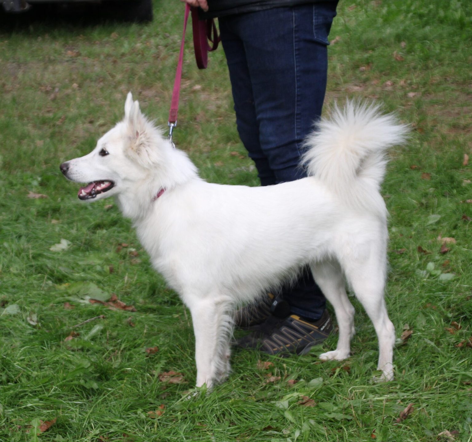 Hvalpe til salg og hunde til omplacering - Selskabet for Dansk Spids