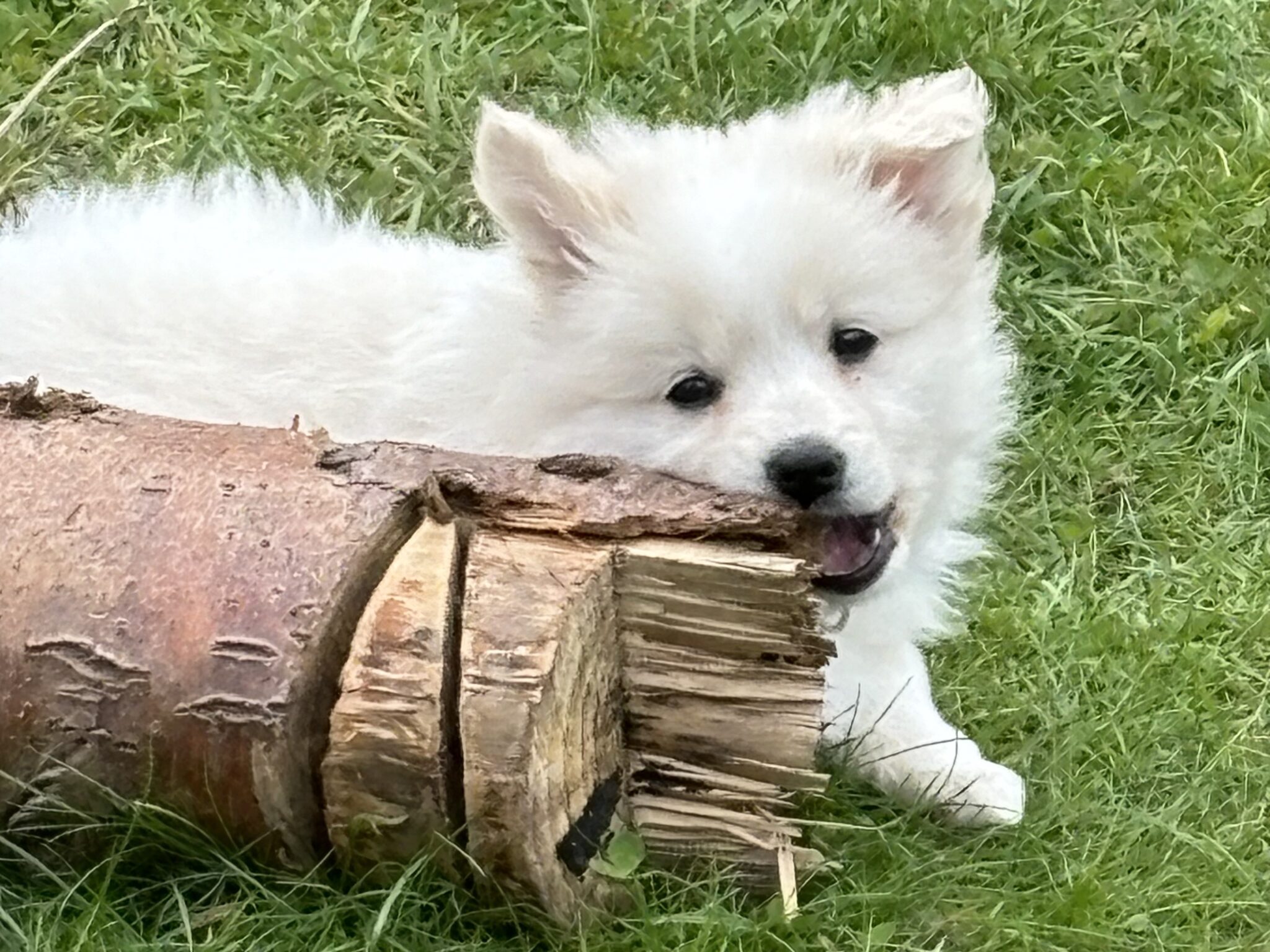 Selskabet for Dansk Spids – En specialklub under Dansk Kennel Klub