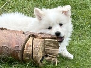 Dansk Spids - Selskabet for Dansk Spids, En specialklub under DKK