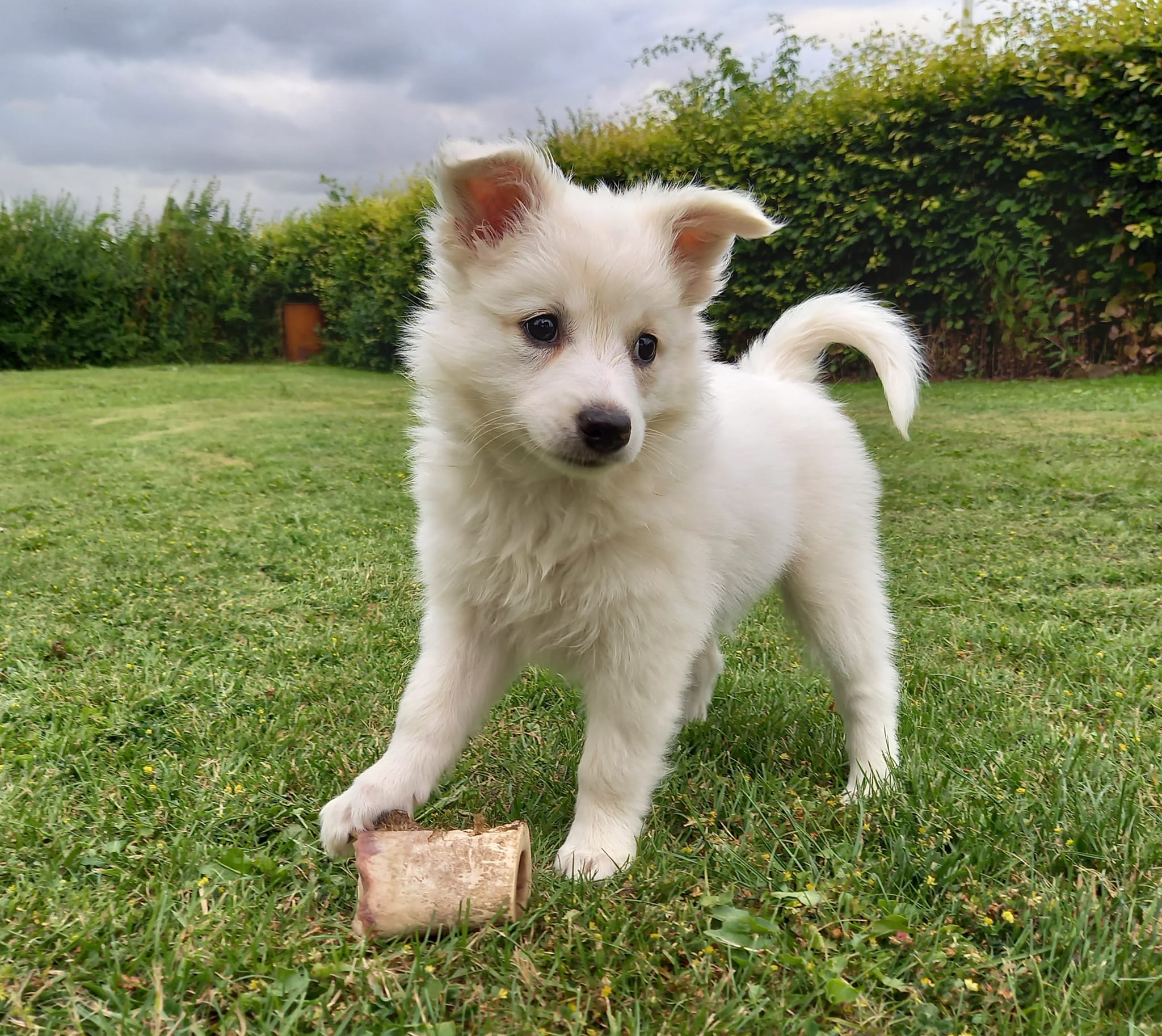 Selskabet for Dansk Spids – En specialklub under Dansk Kennel Klub