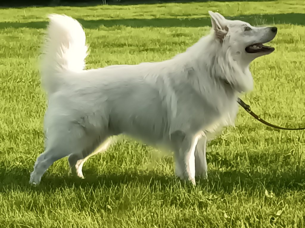 2025 – Selskabet for Dansk Spids